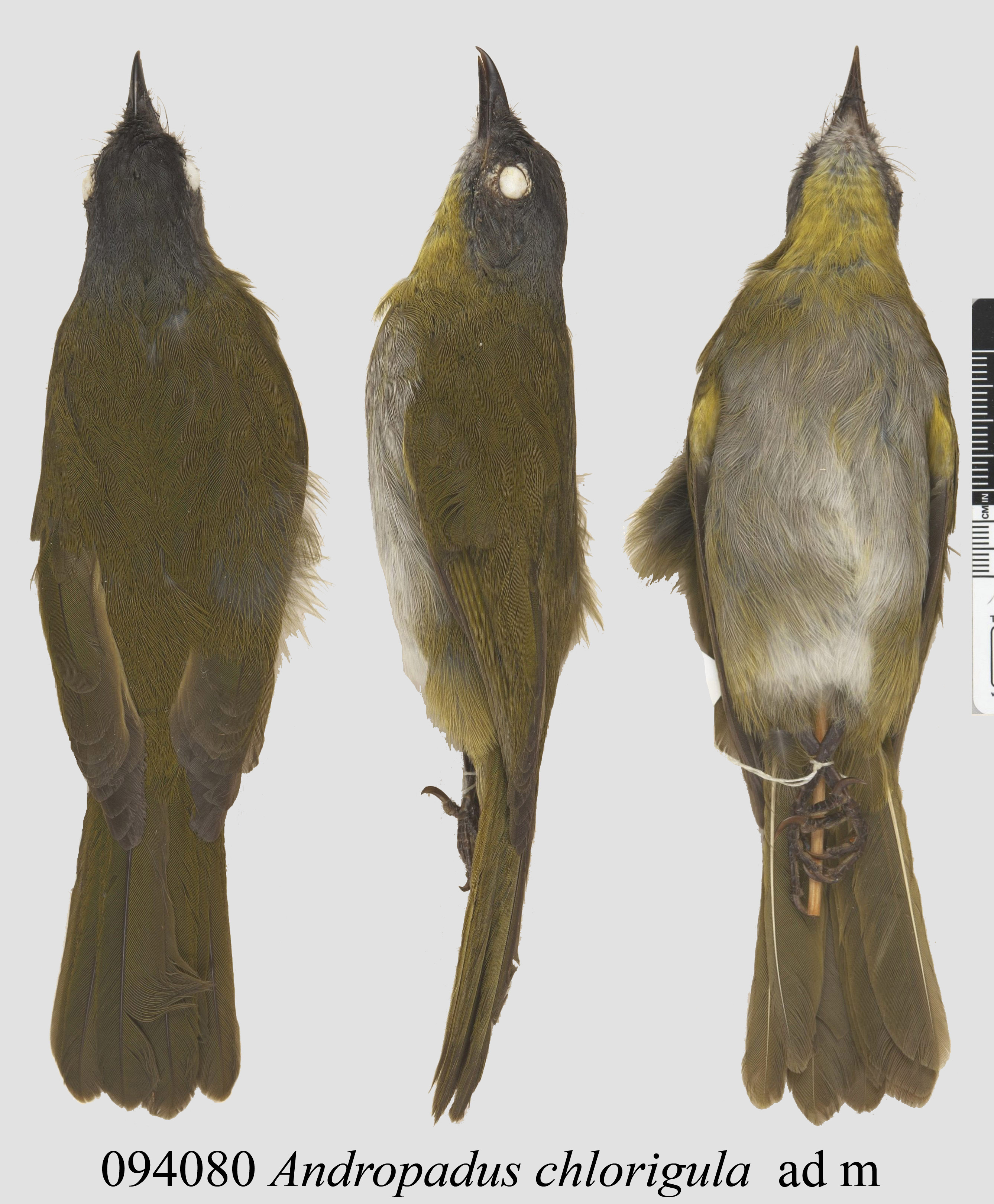 Arizelocichla chlorigula (Reichenow, 1899)