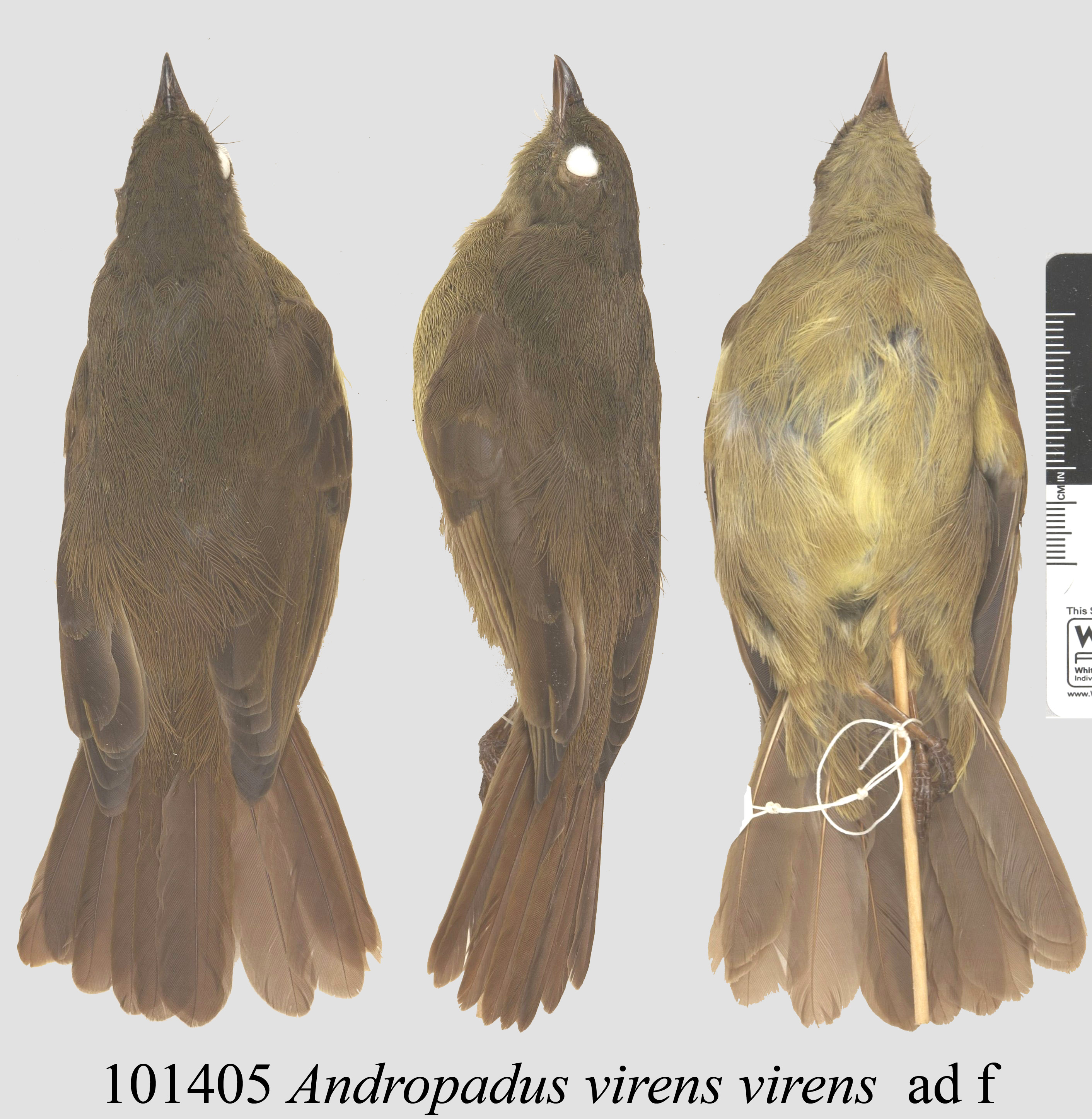 Andropadus virens Cassin, 1857