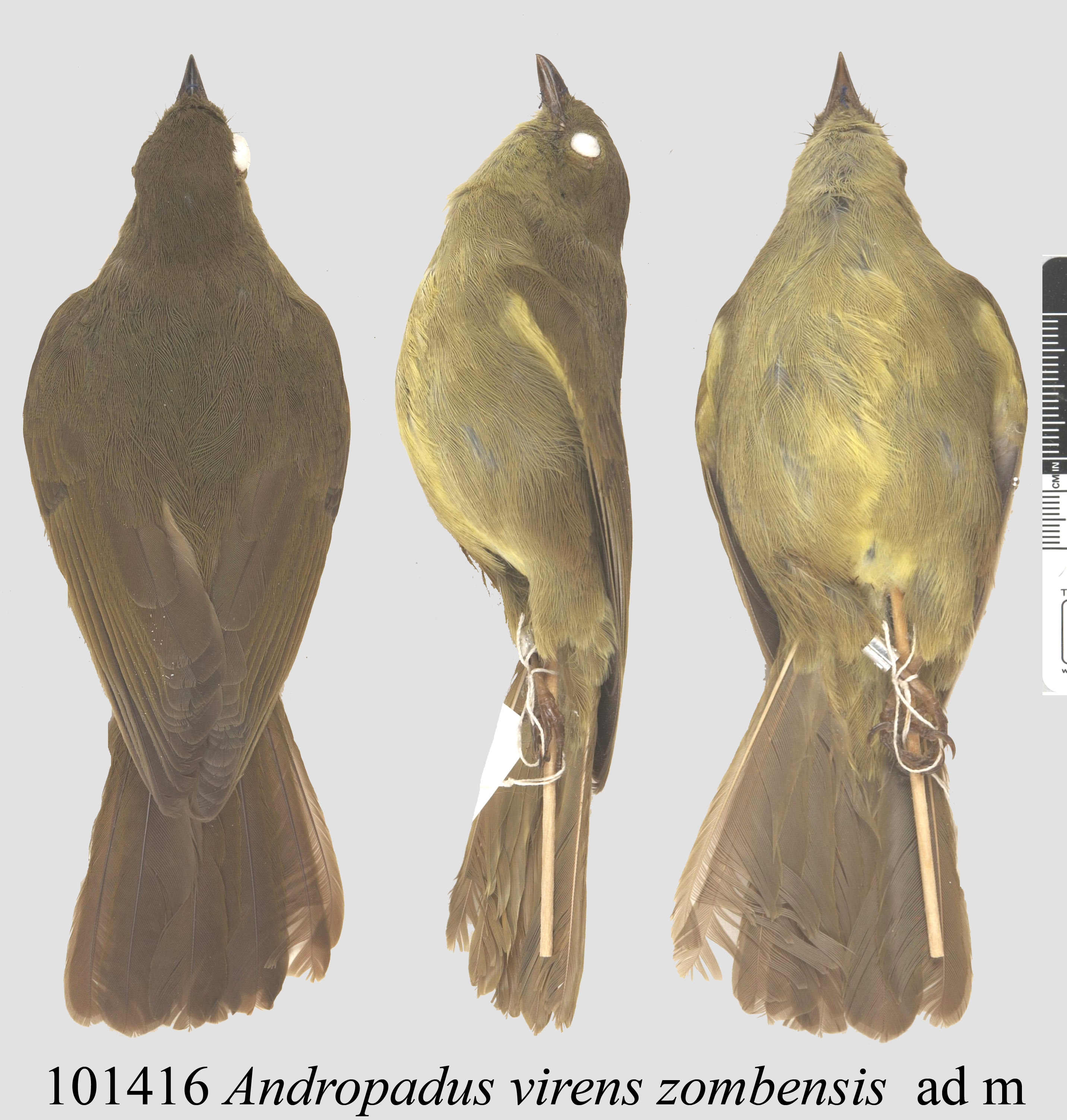 Andropadus virens Cassin, 1857