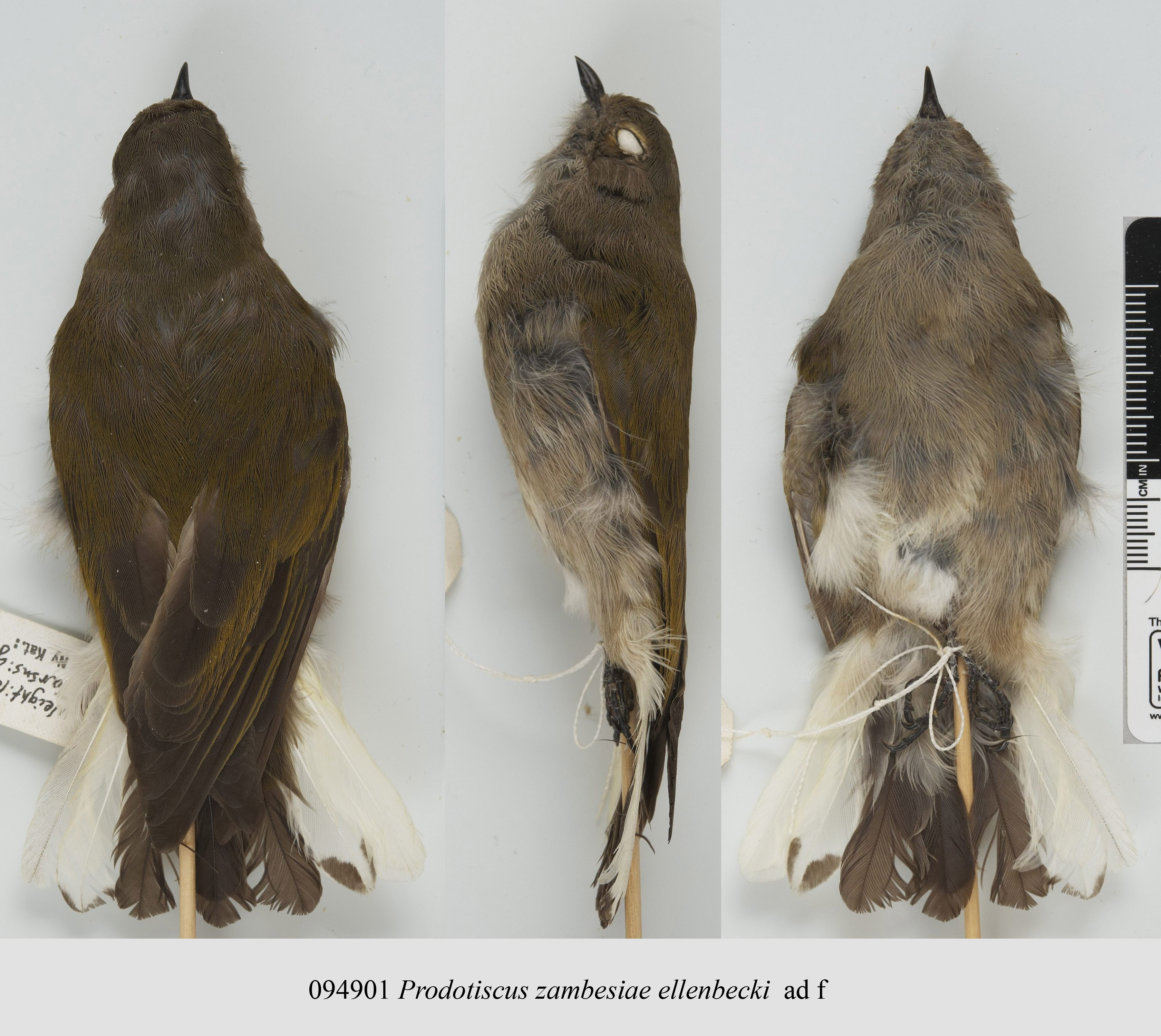 Prodotiscus zambesiae Shelley, 1894