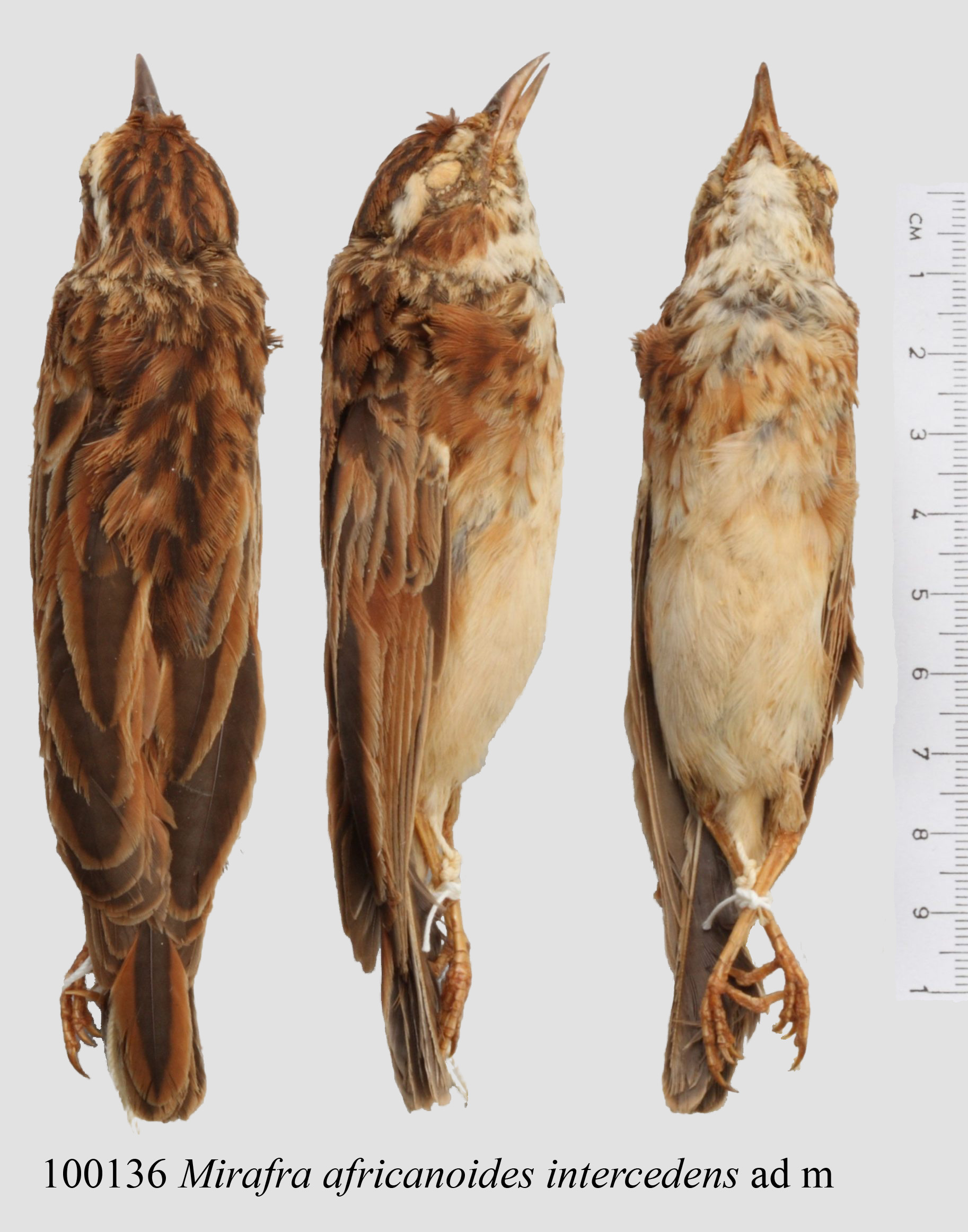 Mirafra africanoides A.Smith, 1836