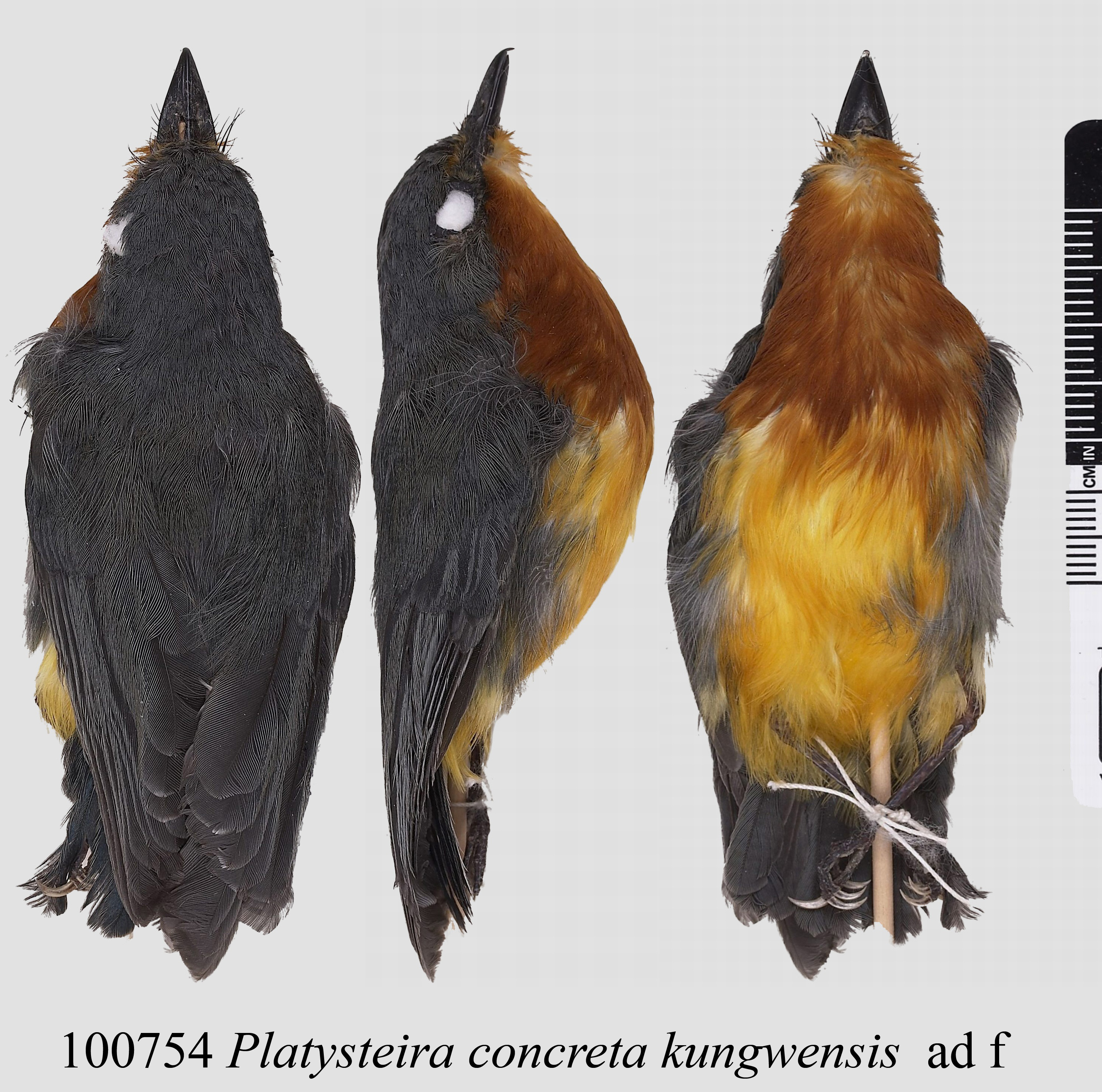 Platysteira concreta Hartlaub, 1855