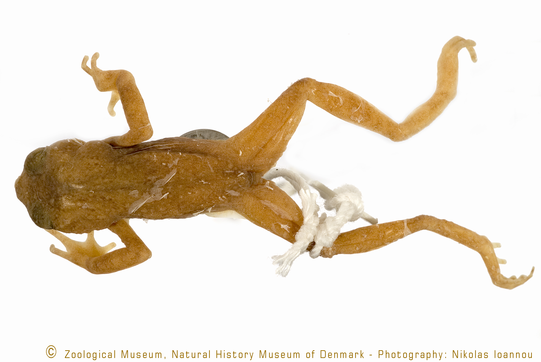 Nectophrynoides Noble, 1926