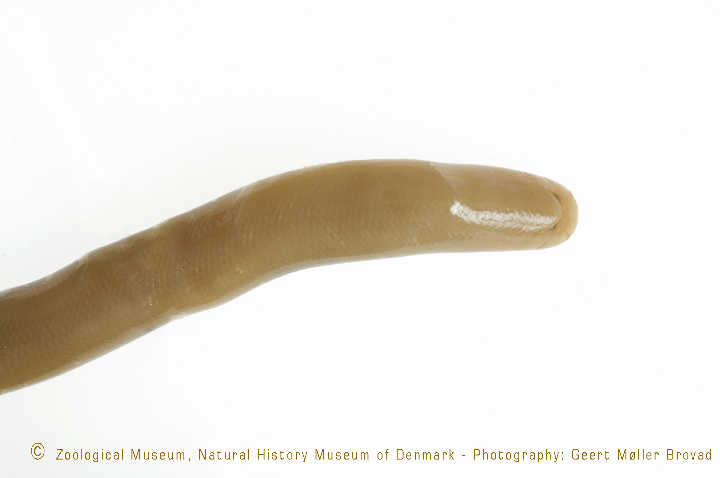 Afrotyphlops angolensis (Bocage, 1866)