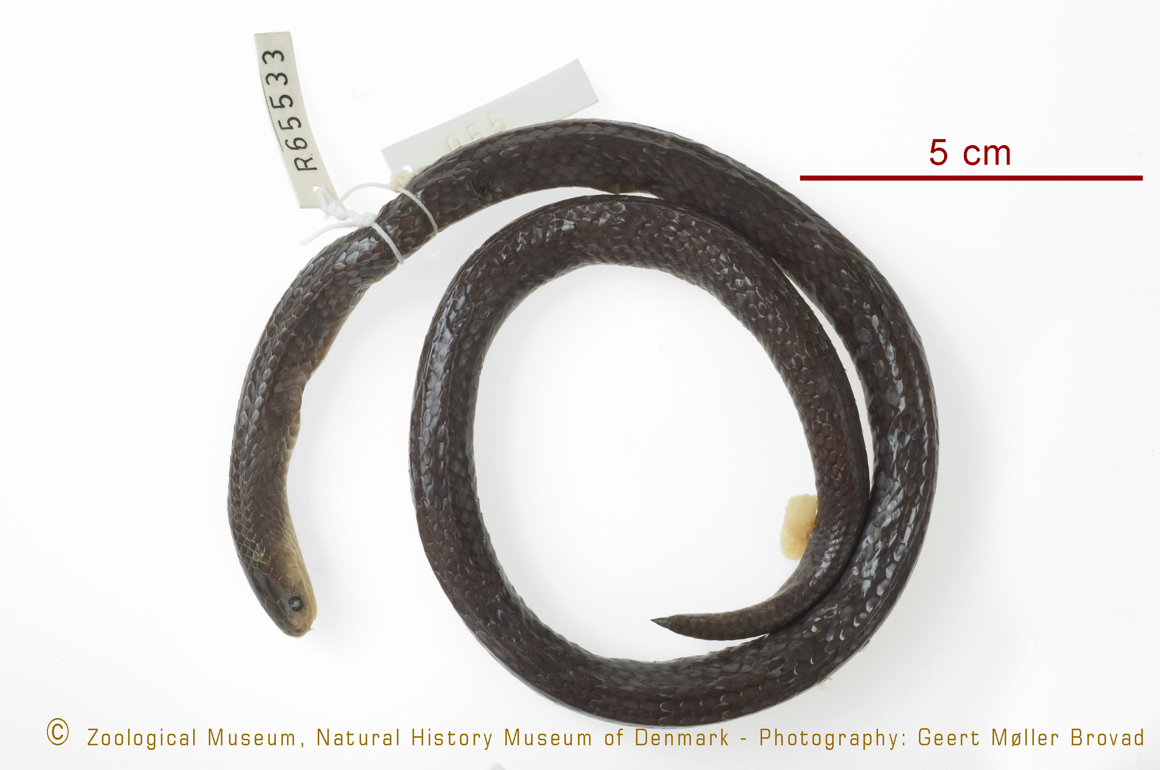 Elapsoidea nigra Günther, 1888