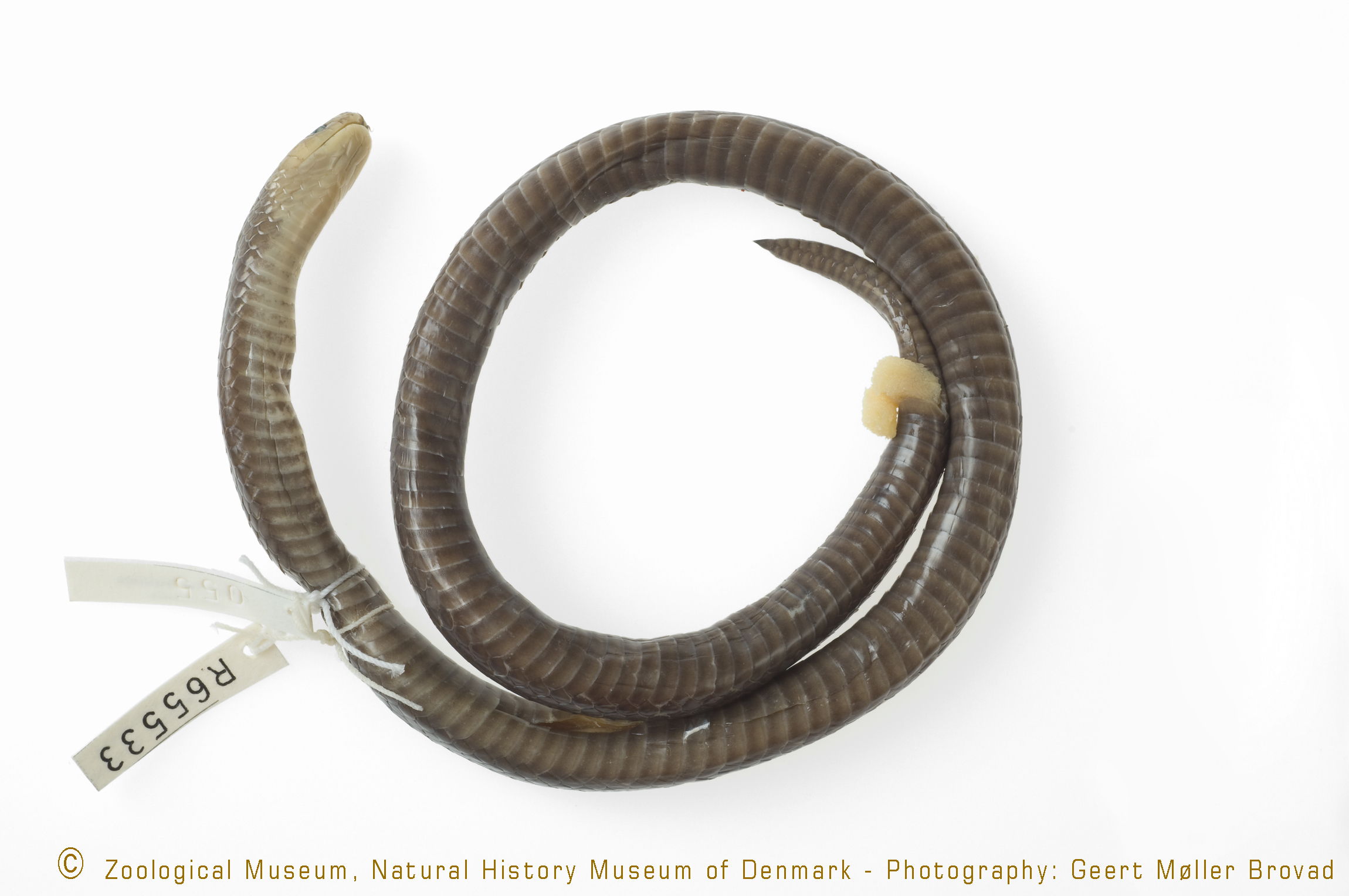 Elapsoidea nigra Günther, 1888