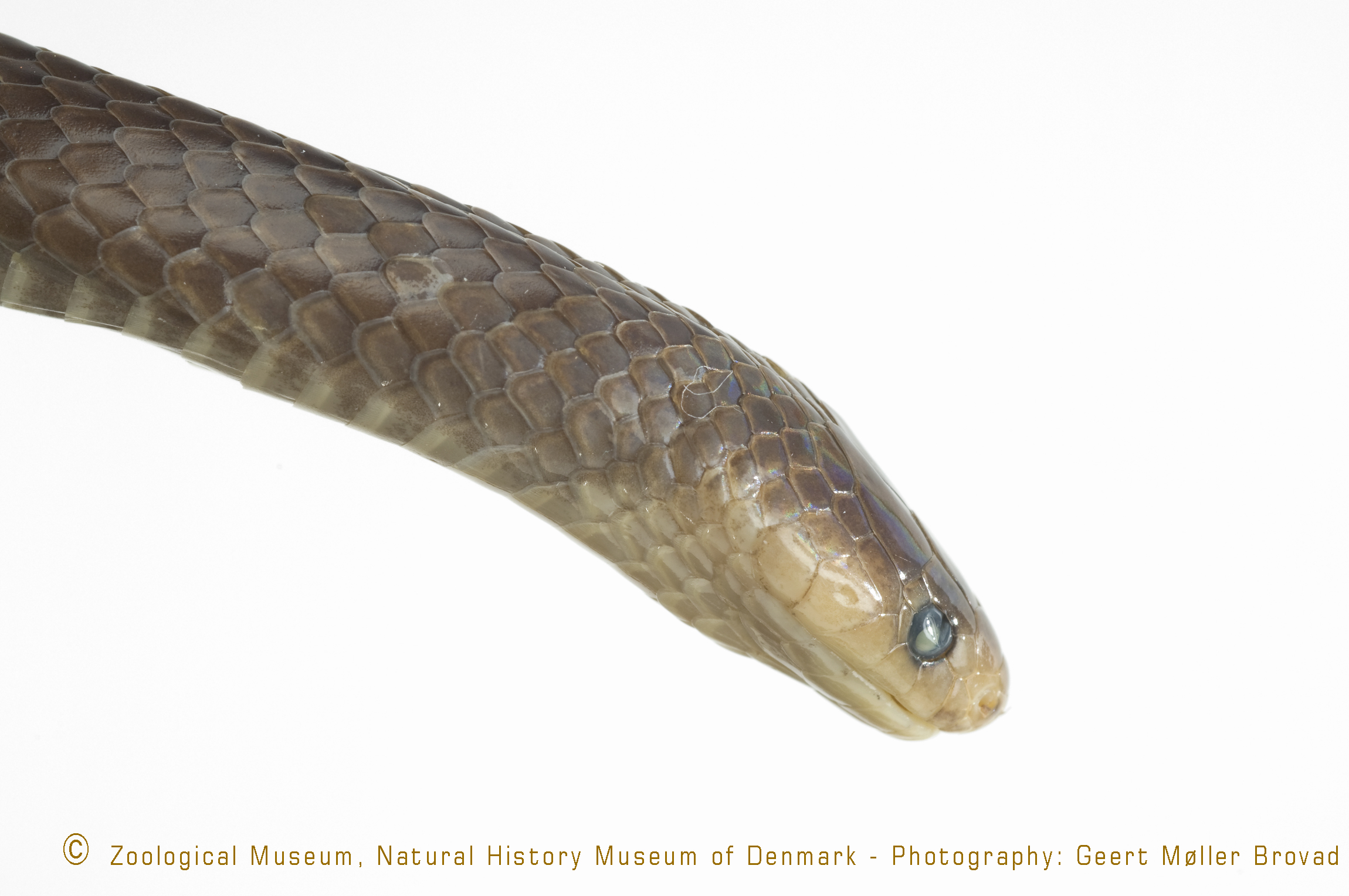 Elapsoidea nigra Günther, 1888