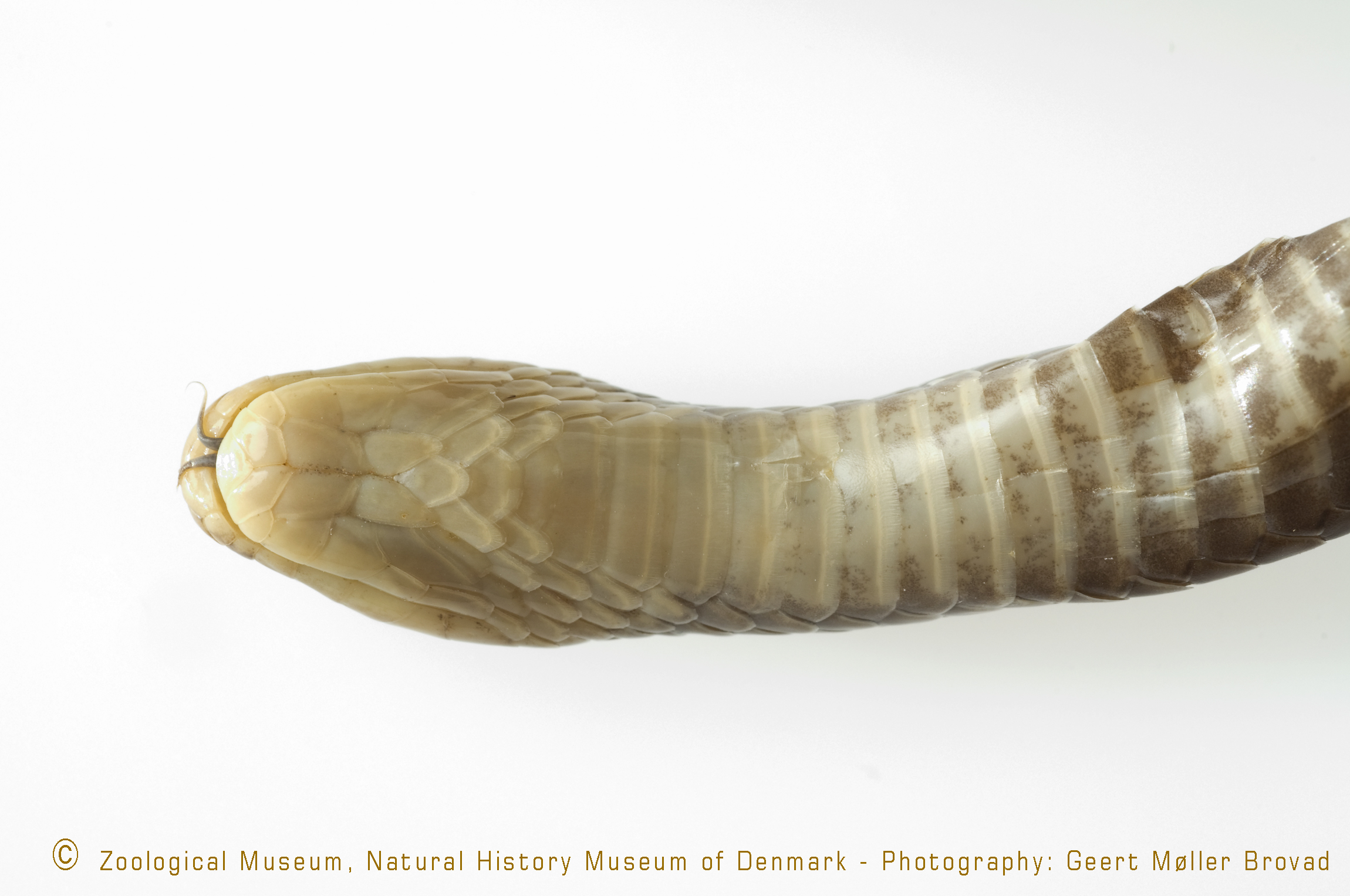 Elapsoidea nigra Günther, 1888