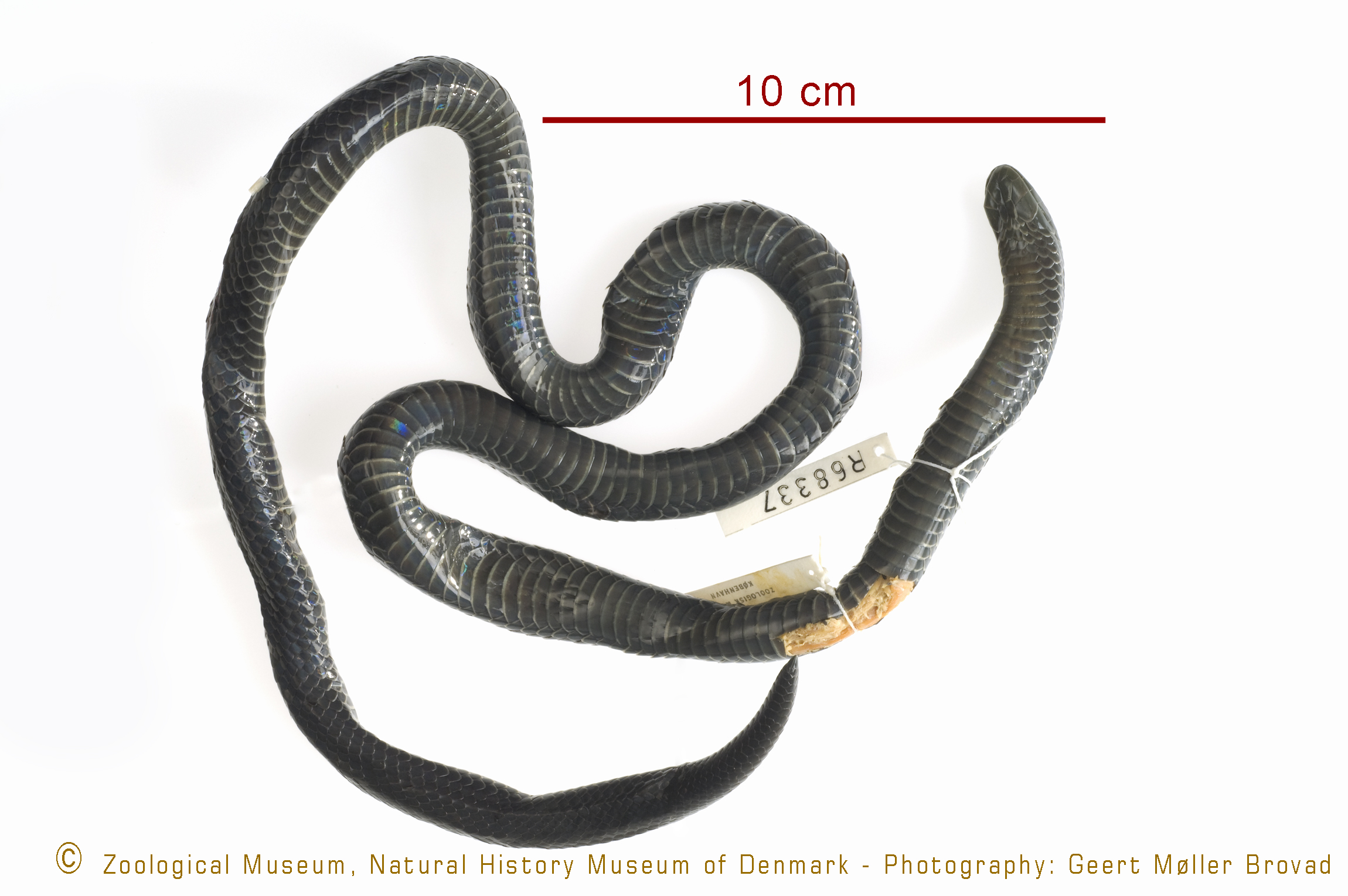 Atractaspis irregularis (Reinhardt, 1843)