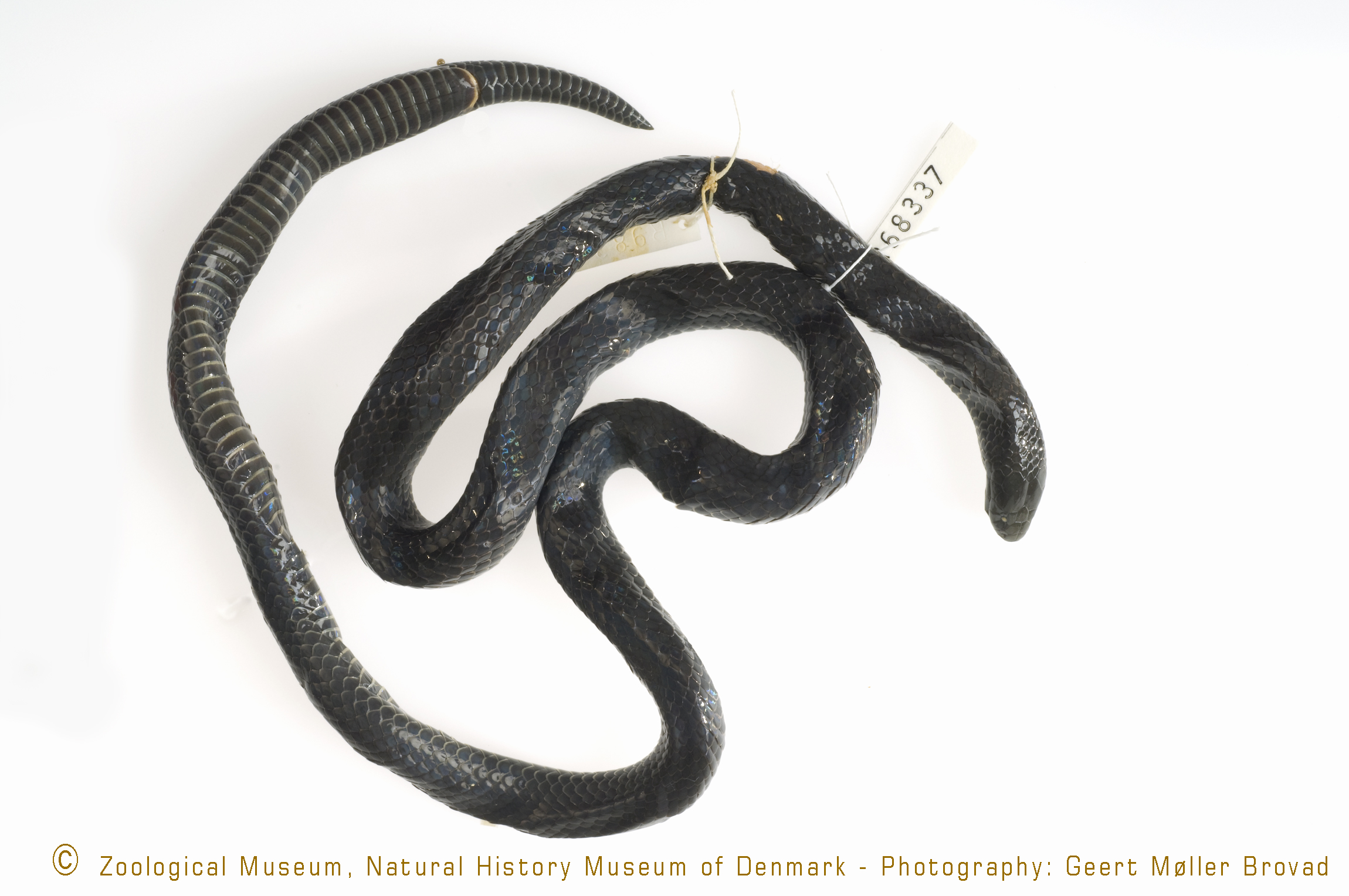 Atractaspis irregularis (Reinhardt, 1843)