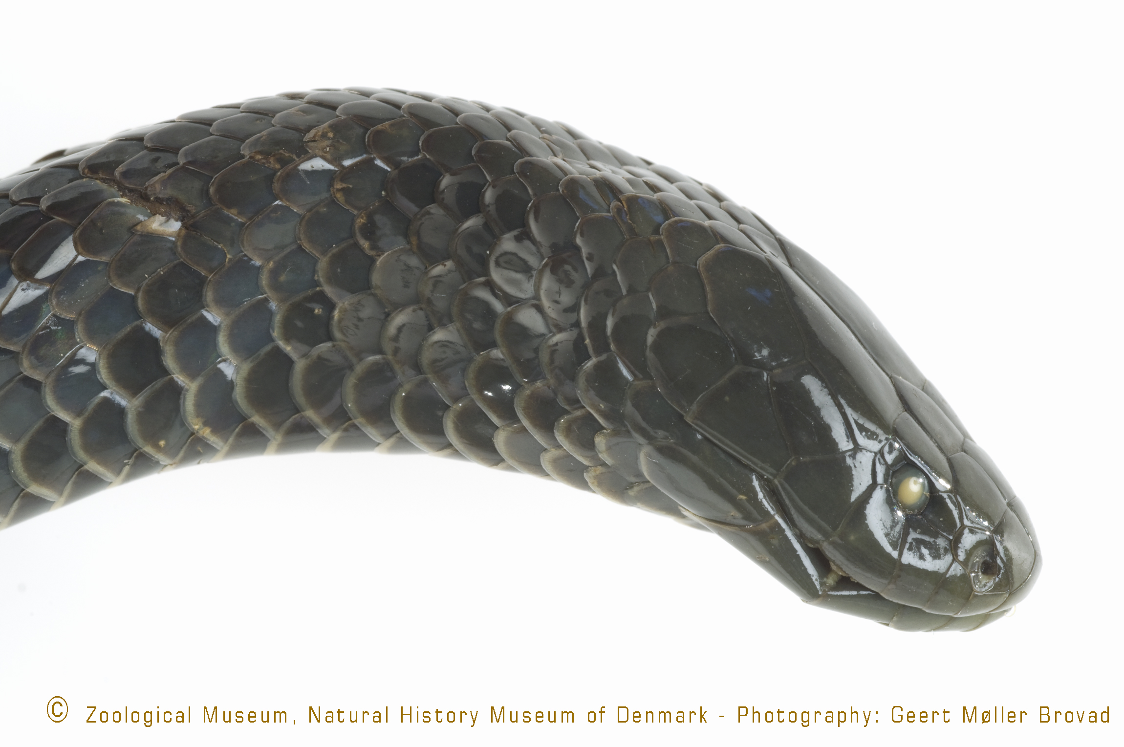 Atractaspis irregularis (Reinhardt, 1843)