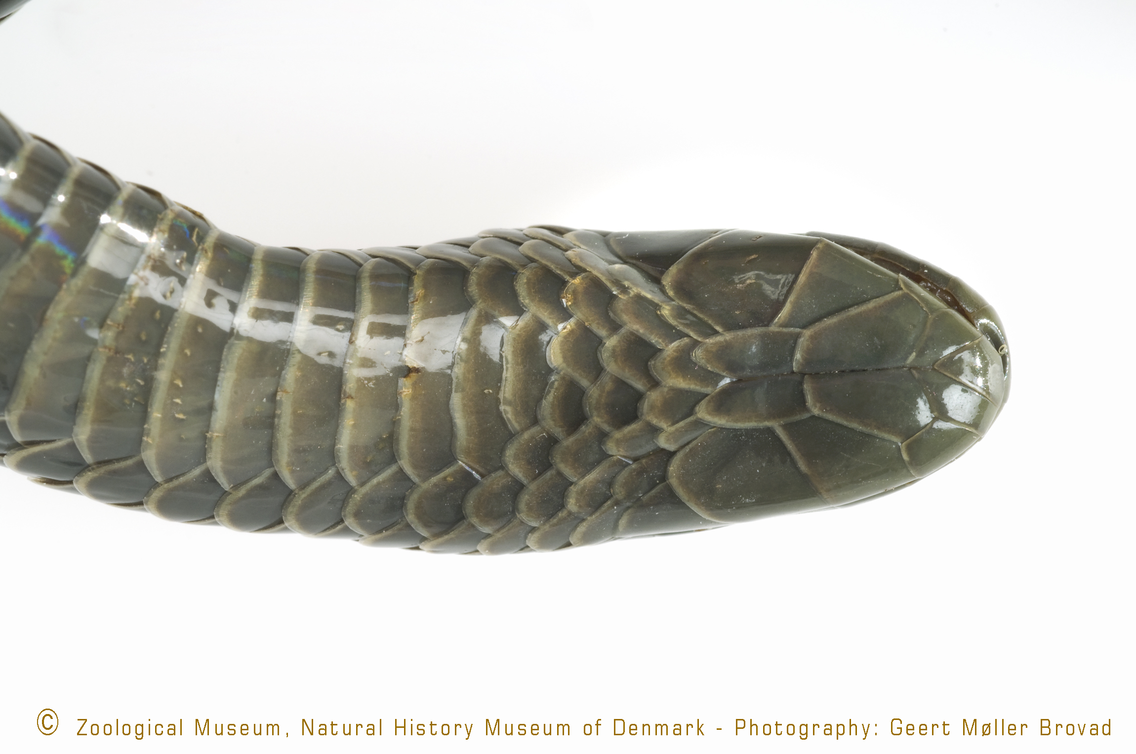 Atractaspis irregularis (Reinhardt, 1843)