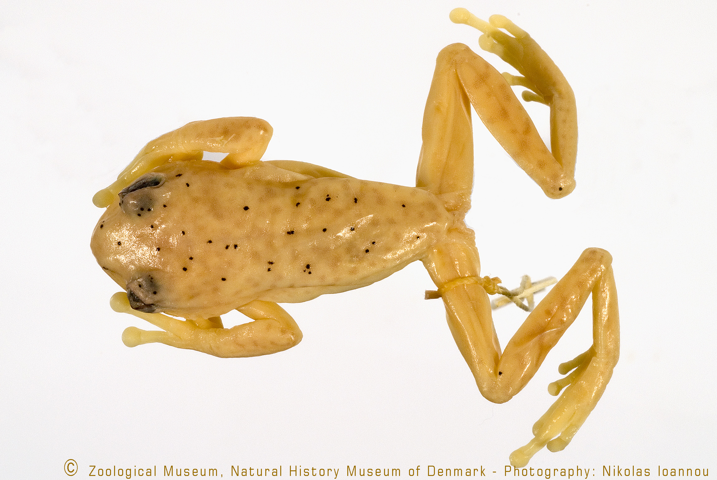 Leptopelis barbouri Ahl, 1929