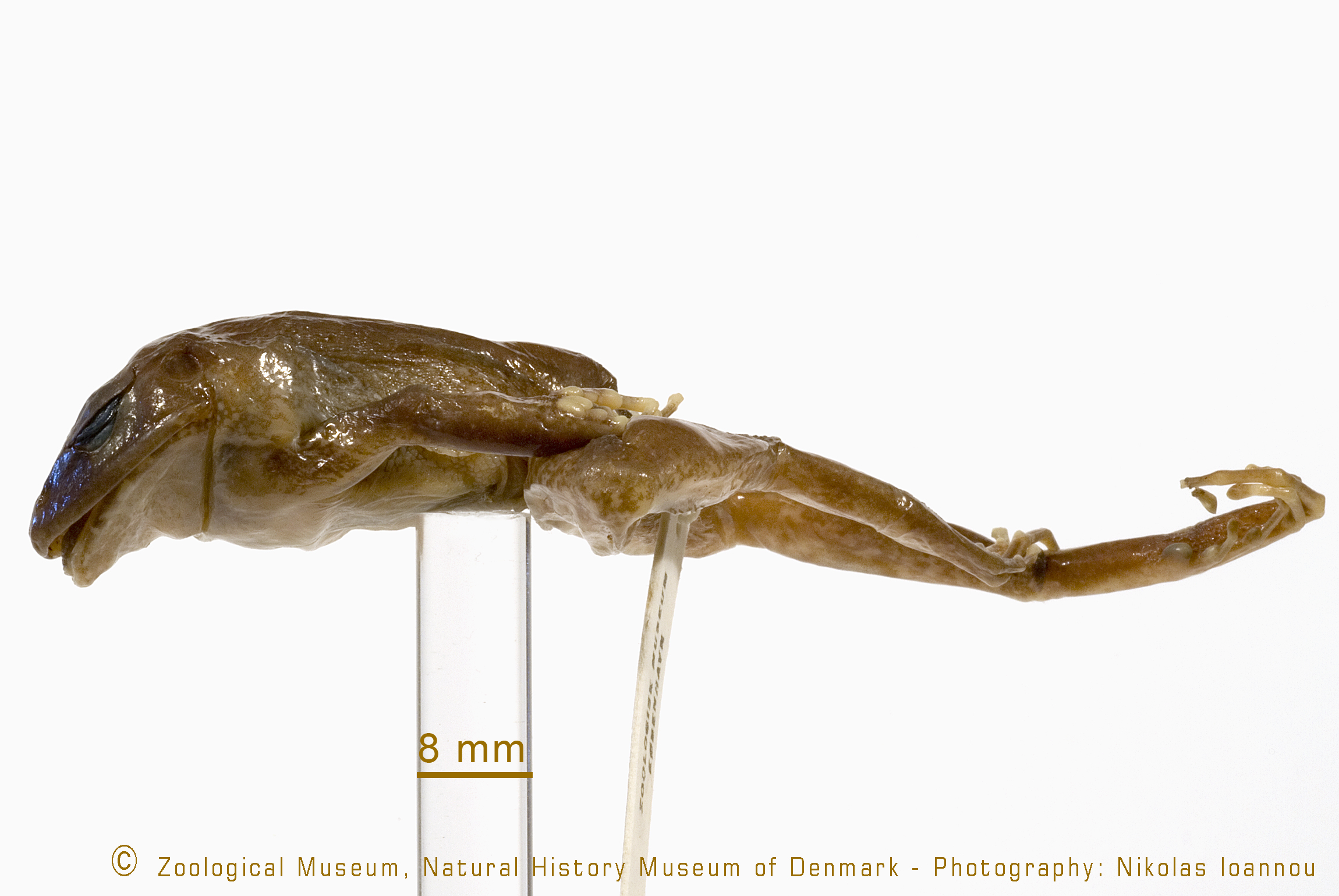 Arthroleptis tanneri Grandison, 1983