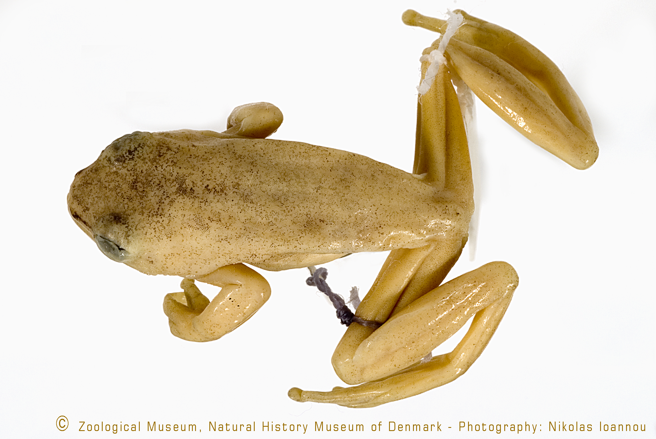 Hyperolius pseudargus Schiøtz & Westergaard, 1999