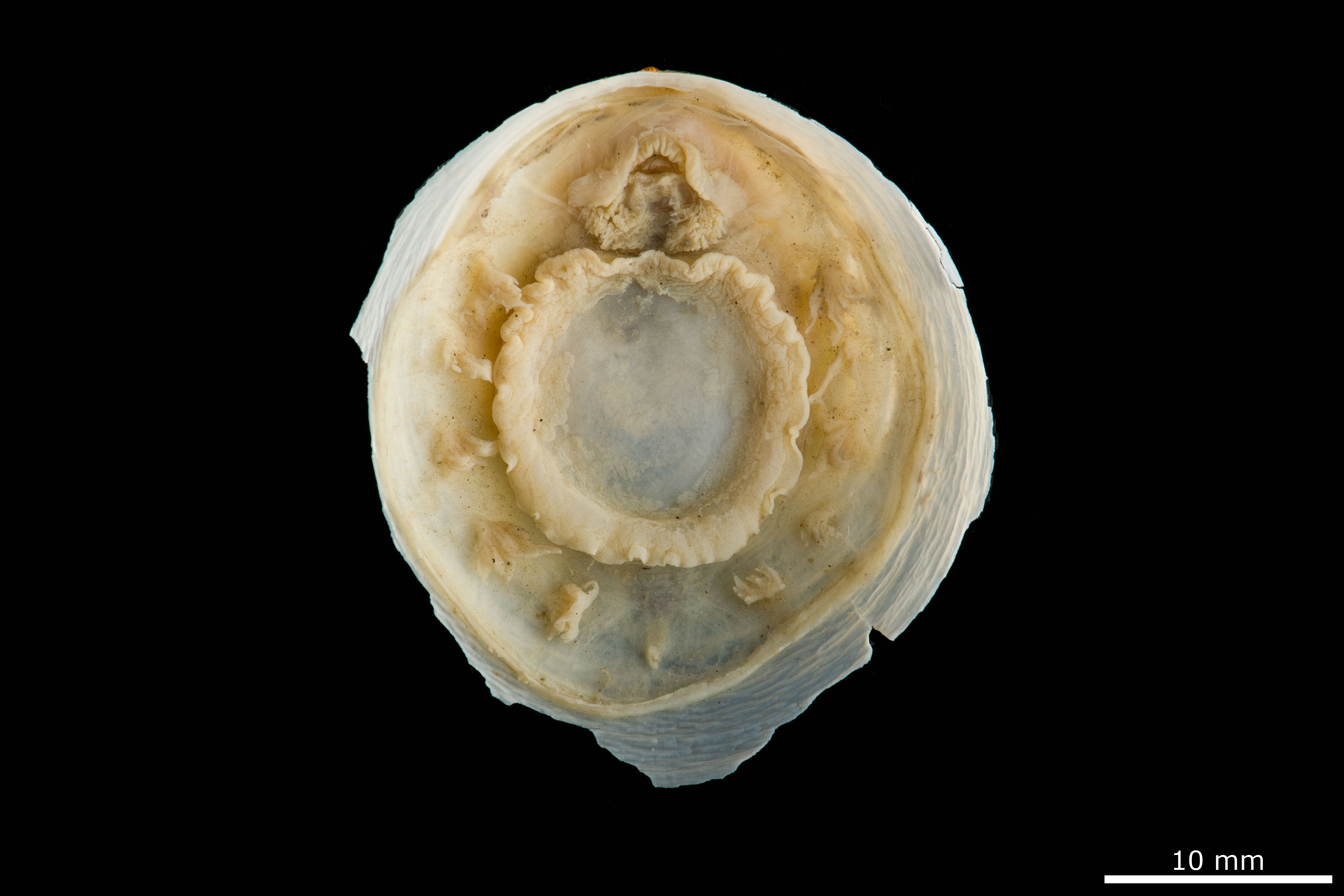 Mollusk | SpringerLink